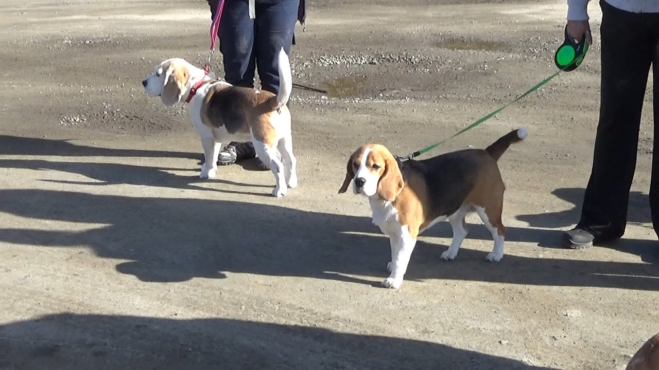 March Mayhem at Holywell Bay , Cornwall Beagles 01/03/2025 .A Trumpet ...