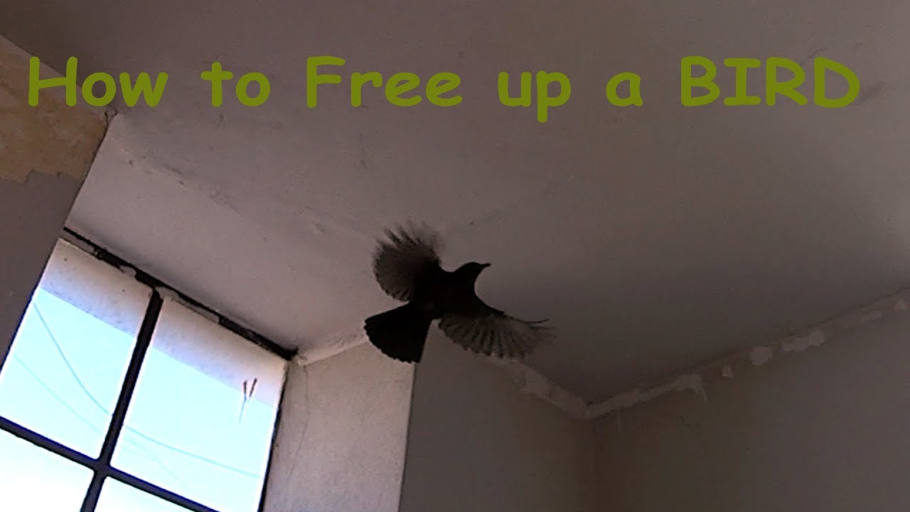 How to free up a trapped bird - YouTube