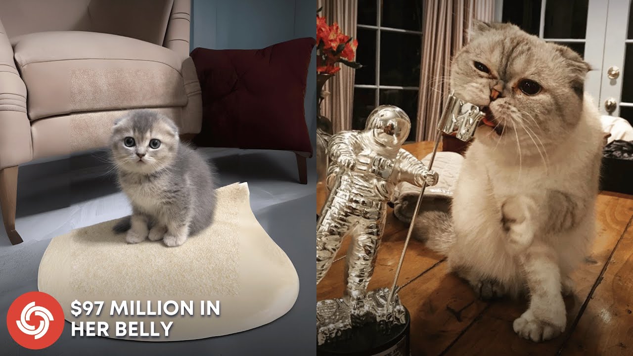 Olivia Benson, the hard-working millionaire cat - YouTube