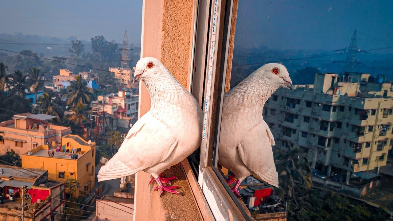 Most Beautiful White Pigeon || Cumulet Homer Pigeon || #kabutar #pigeon ...