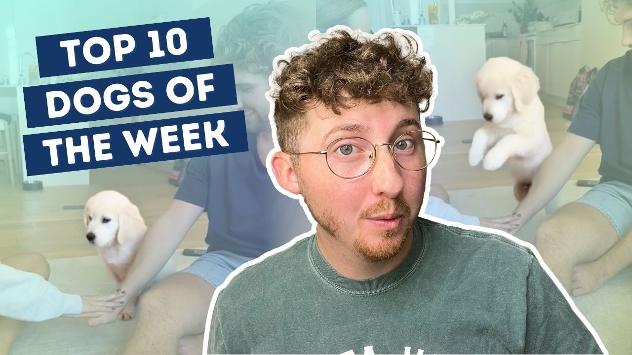 Very Enthusiastic Puppy Goes All In | Top 10 Dogs of the Week! - YouTube