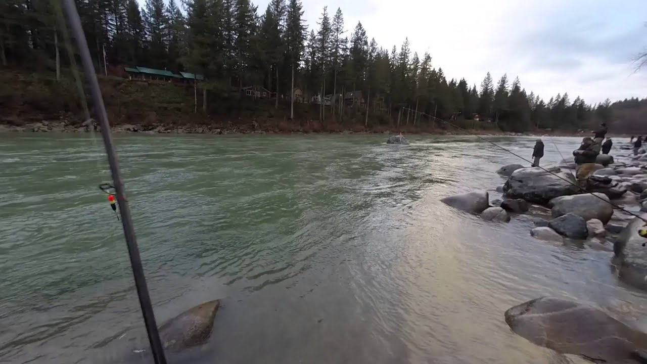 Reiter Ponds Steelhead 2016 01 18 - YouTube
