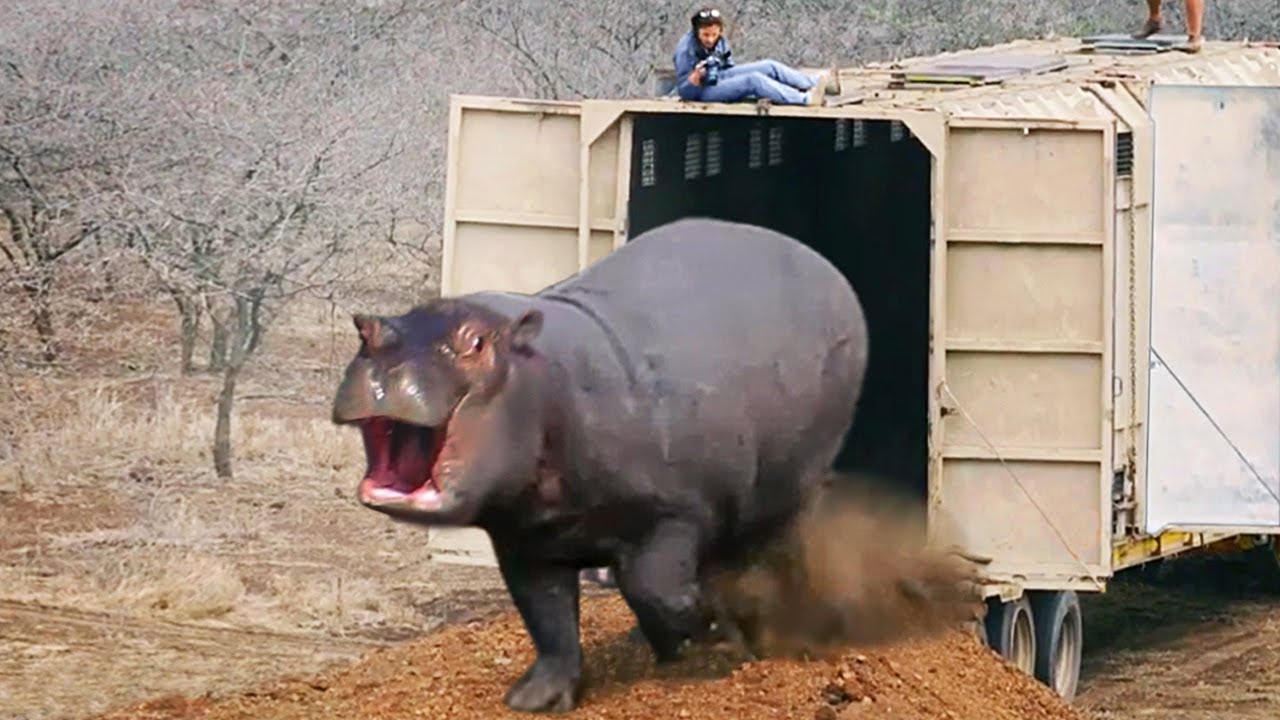 ¡Animales que ven la libertad por primera vez! - YouTube