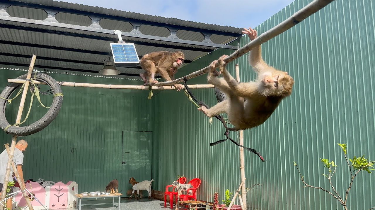 Super cute monkey playing in the back garden - YouTube