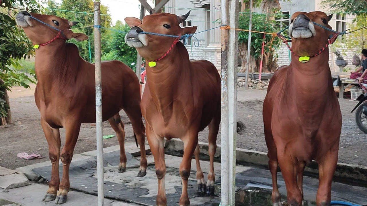 Ternyata sapi kerap ini sudah Juara 6 kali dalam 7 kali kerap - YouTube