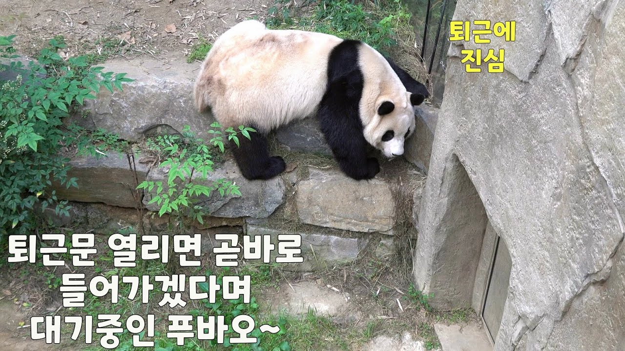에버랜드 판다 낮잠 자고 일어나 퇴근 하려는 푸바오 퇴근문 열리면 곧바로 들어가겠다고 문앞에 대기중이 퇴근에 진심인 푸바오 Youtube