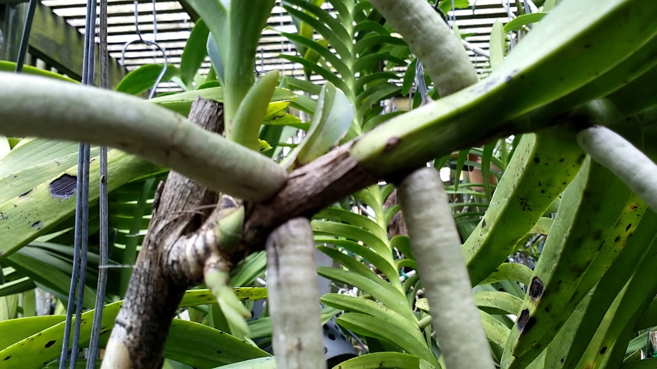 Vanda keiki growing her own keikis - YouTube
