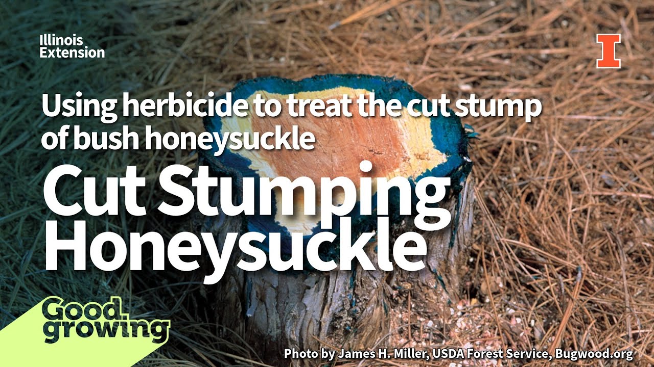 Gardenbite: Cut Stump Herbicide Treatment to Control Bush Honeysuckle ...