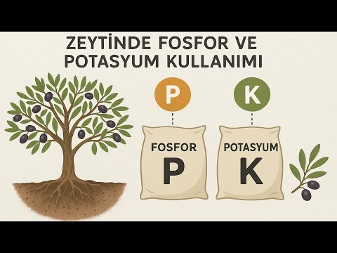 Zeytinde Fosfor ve Potasyum Kullanımı