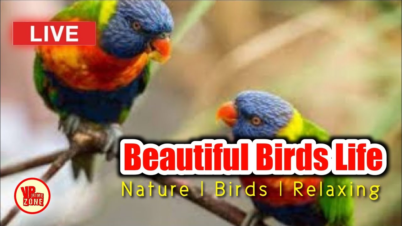 Beautiful Birds Life | Nature | Birds | Relaxing #live #nature - YouTube