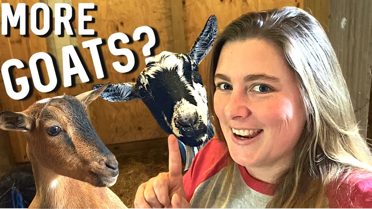 I Had Goats SHIPPED To My Barn! I am OFFICIALLY a Crazy Goat Lady 🐐 ️🐐 ...