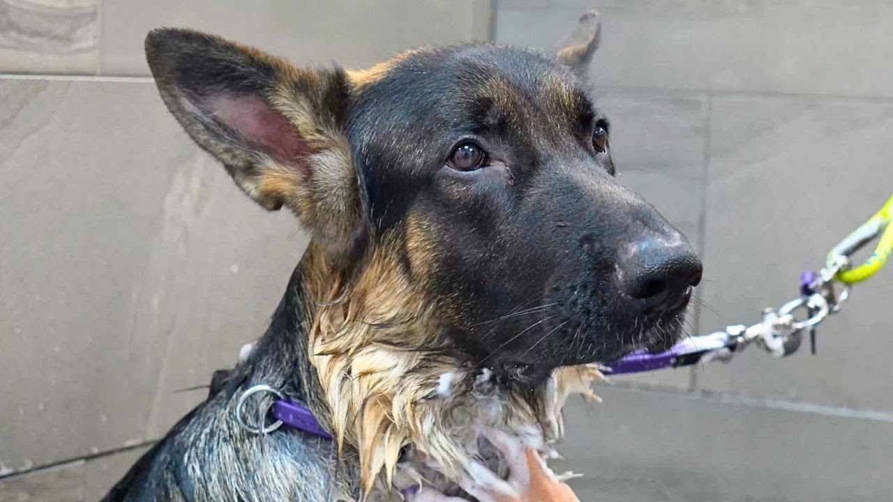 A skeptical German Shepherd makes the most hilarious faces - YouTube