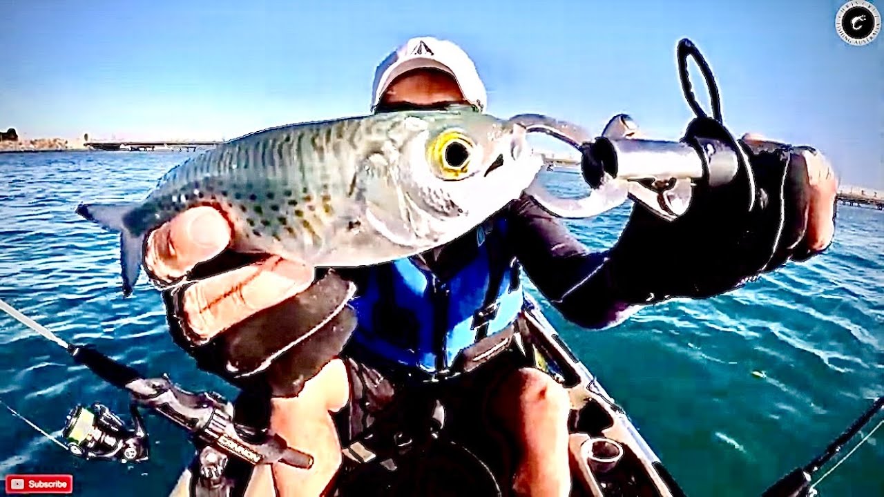 SQUIDS and FISH EVERYWHERE - YouTube