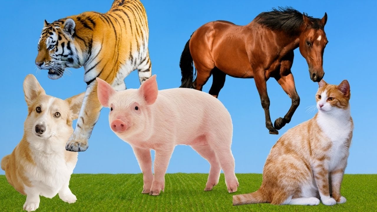 Relax with familiar wild animals Dog, Cat, Cow, Elephant, Deer, Weasel ...