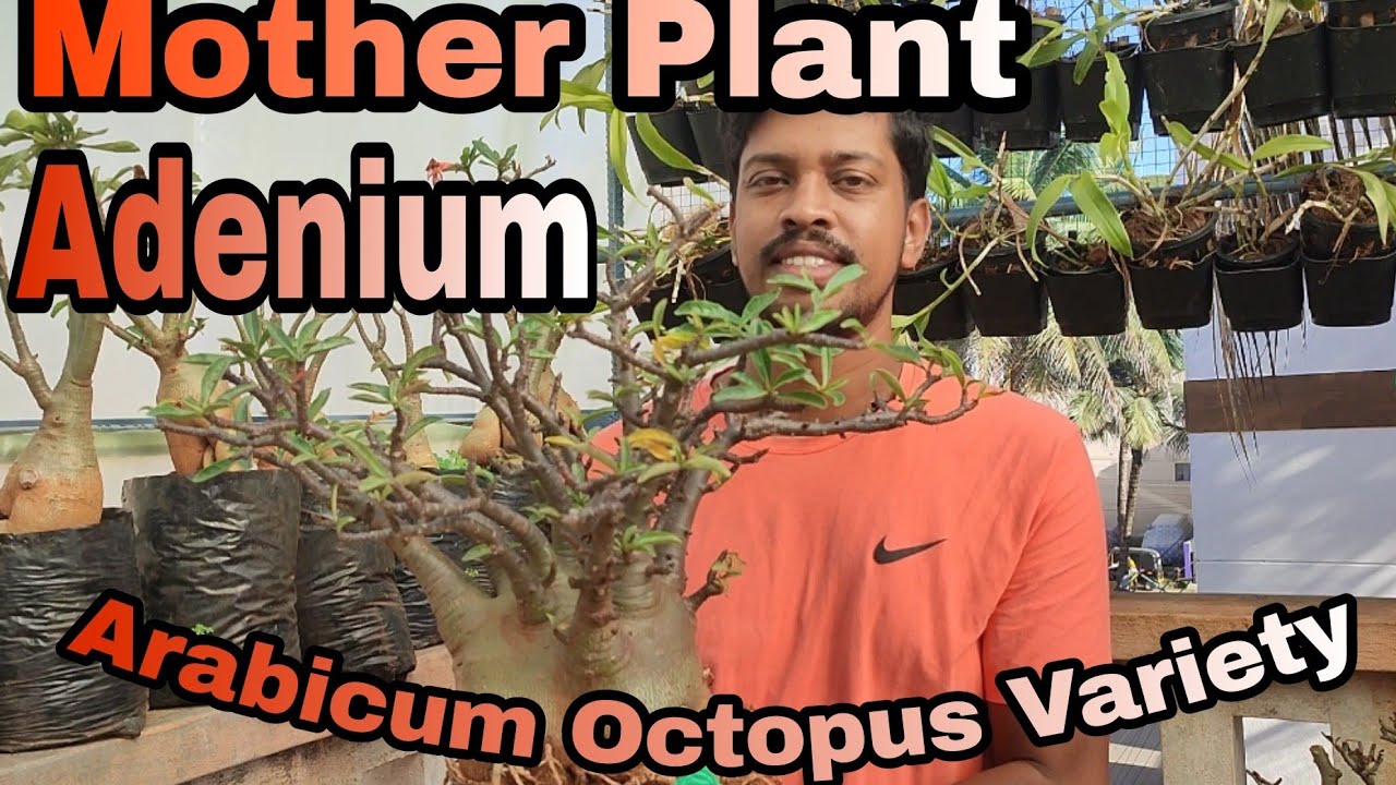 Arabicum Mother Plant Octopus.. Best Blooming Variety - YouTube