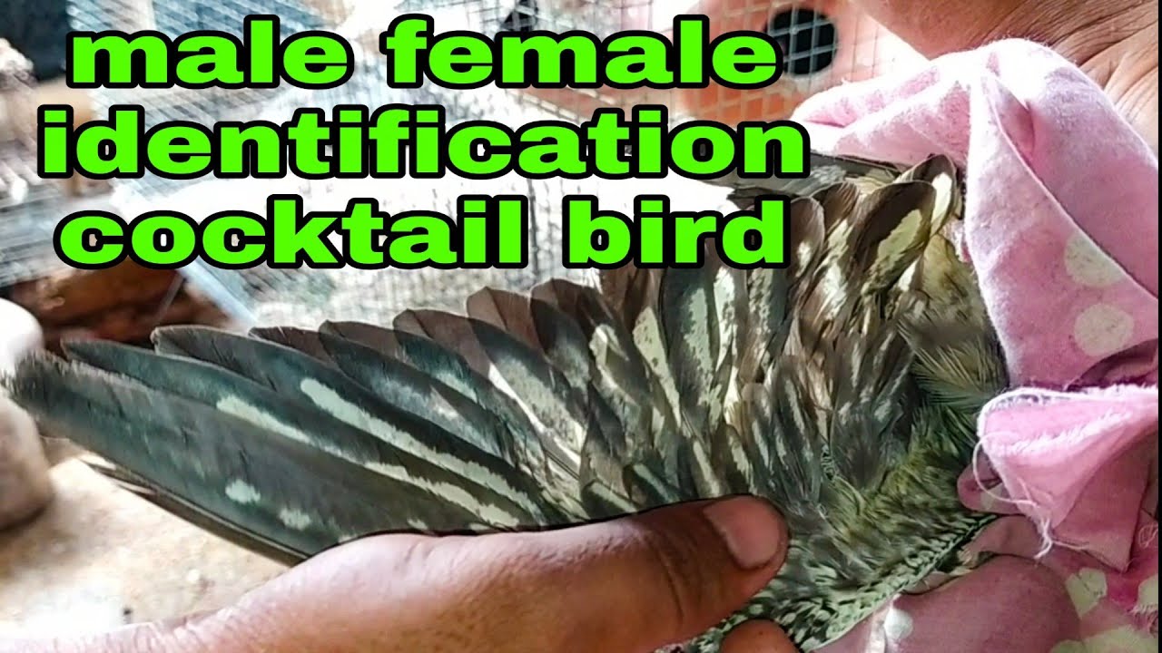 Parl Cocktail bird male female identification | cocktail bird ...