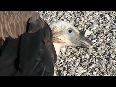 Wind Turbines Killing Birds