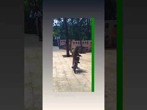 şakar maymun 🤣🤣🤣😅👋