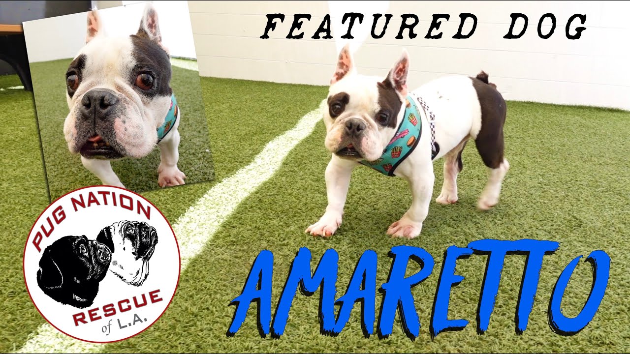 Meet Amaretto | Featured Dog #PugNationRescueLosAngeles - YouTube