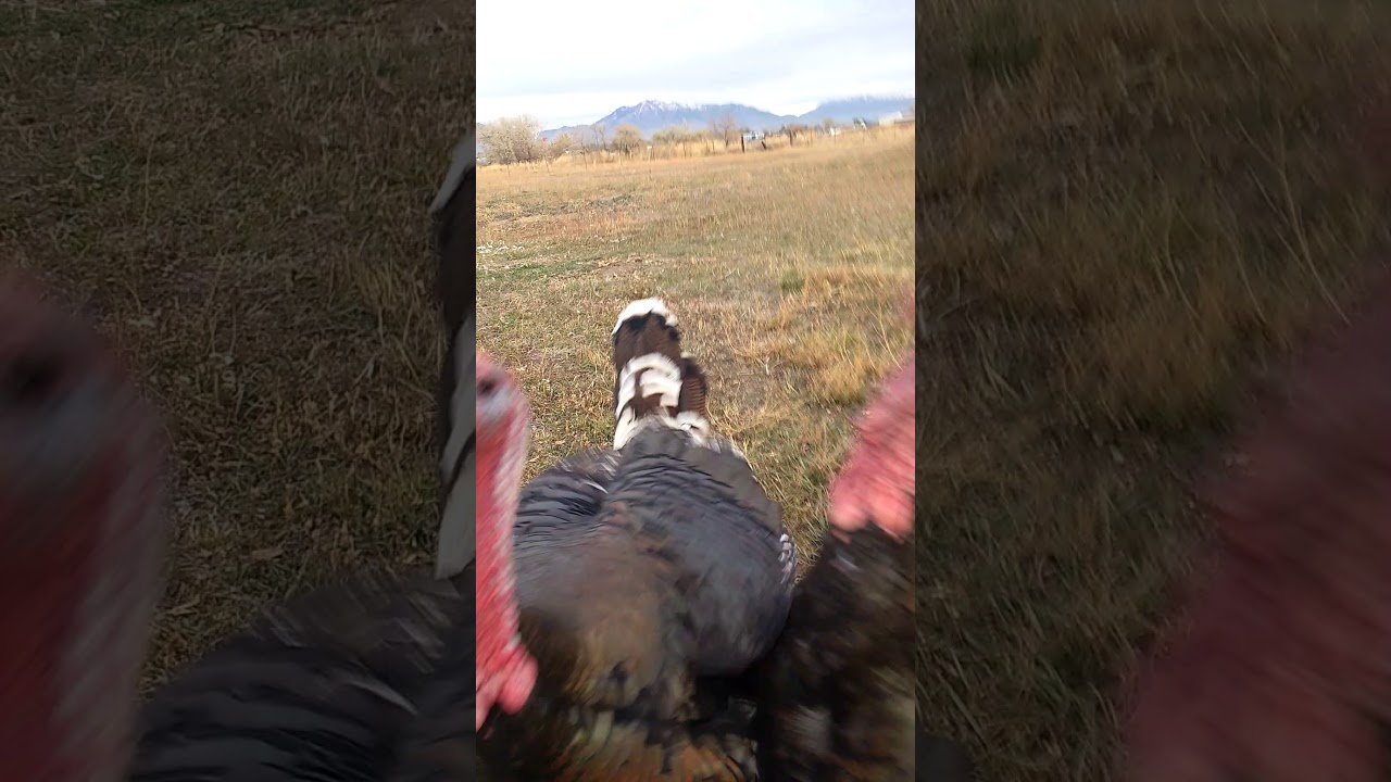 Turkey Jumping Jacks - YouTube