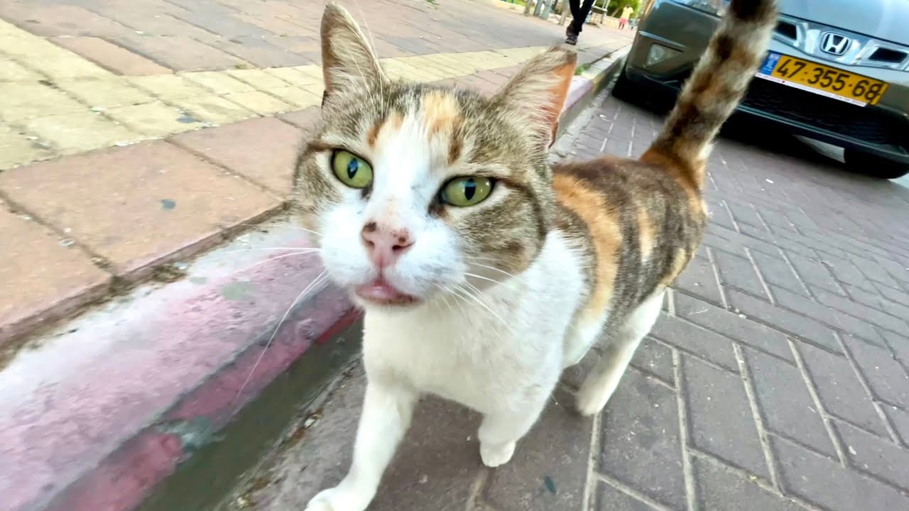 Calico Cat With An Unusual Face Lives Under Cars On The Road - YouTube