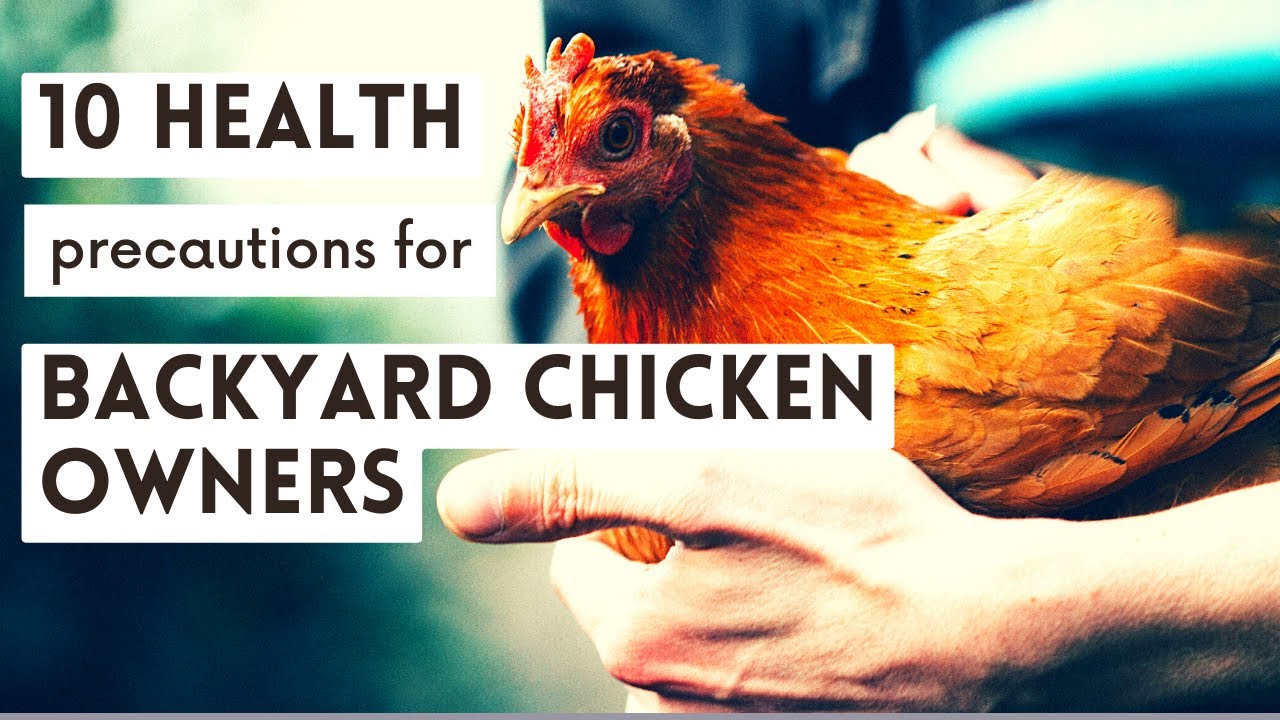 10 Health Precautions For Backyard Chicken Owners - YouTube