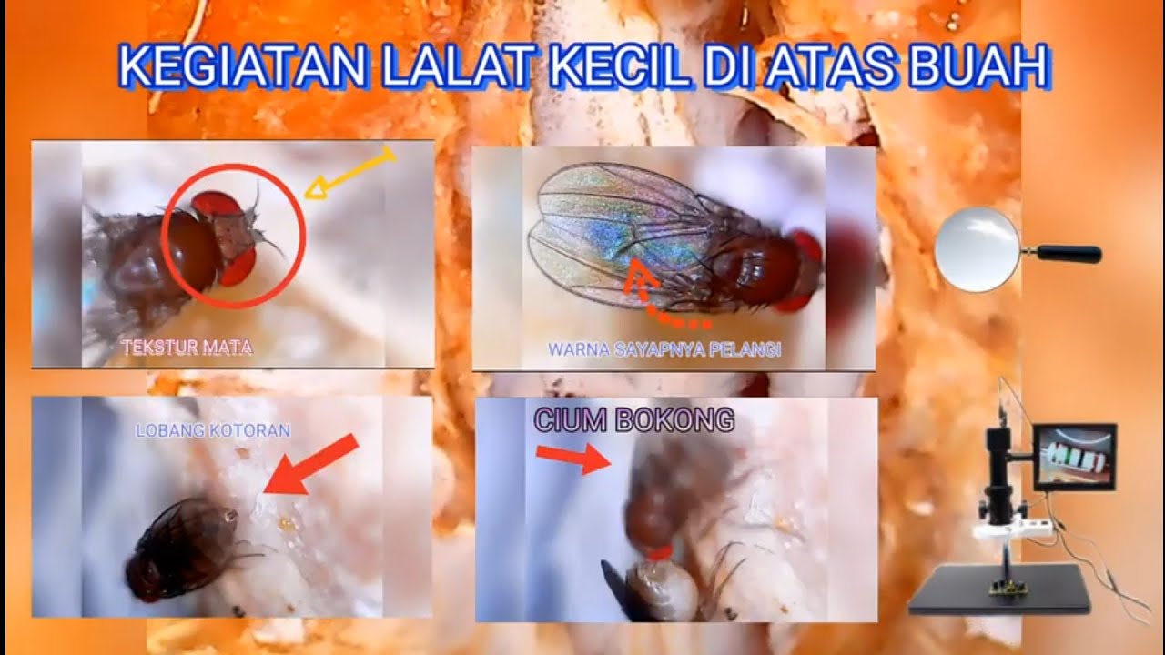 ZOOM 1000X KEUNIKAN ANAK LALAT - YouTube