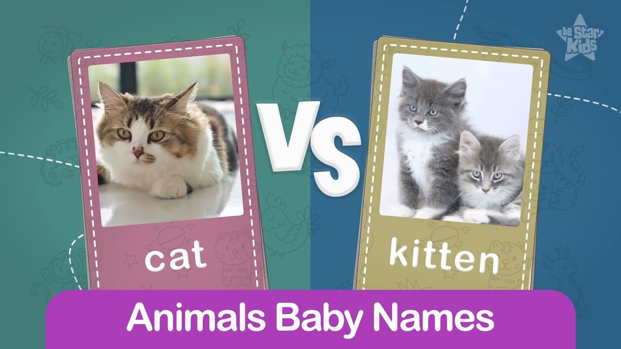 Learning Alphabet | Baby Animals Names and Sound with Flashcards ...