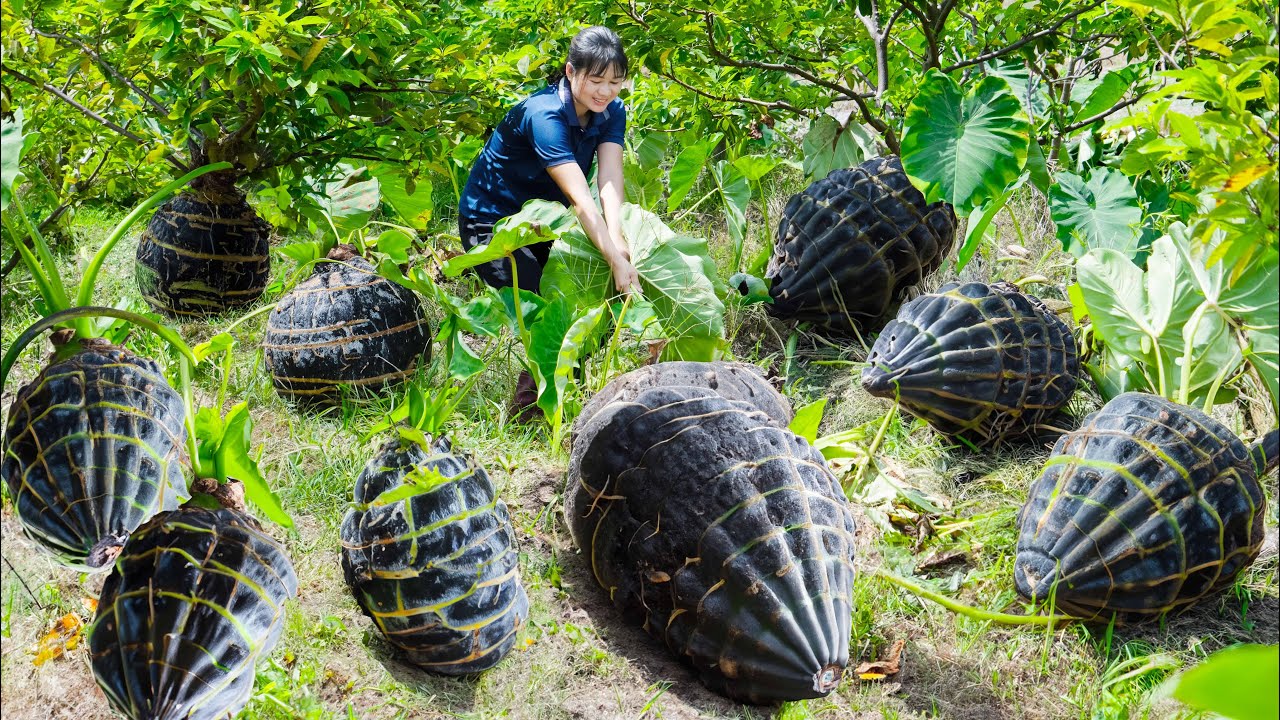 Harvest Firecracker Taro Tubers Sell In Market | Make attractive fried ...