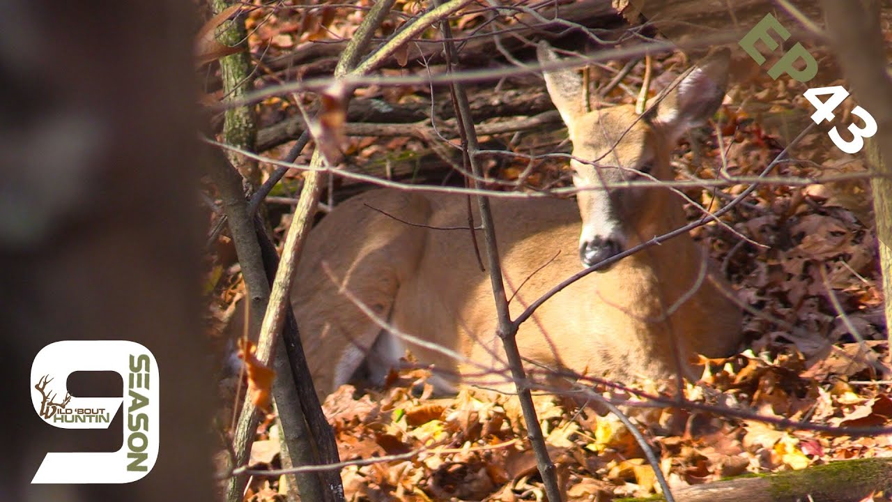 Big Buck & Bedded Spike | Wild Bout Huntin - YouTube