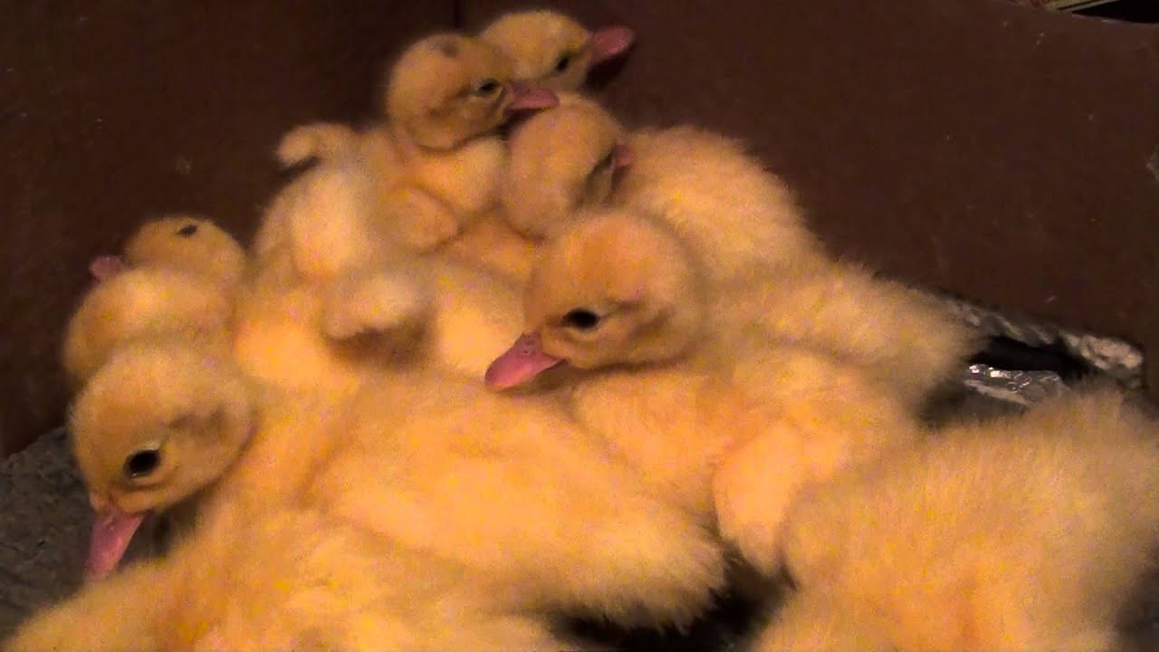 Baby Ducks, Wake up Call! - (07) Season 2013 - YouTube