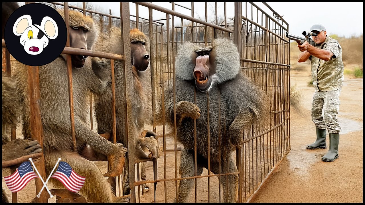 Namibia’s Baboon Problem - How Hunters In Namibia Take On The Baboon ...