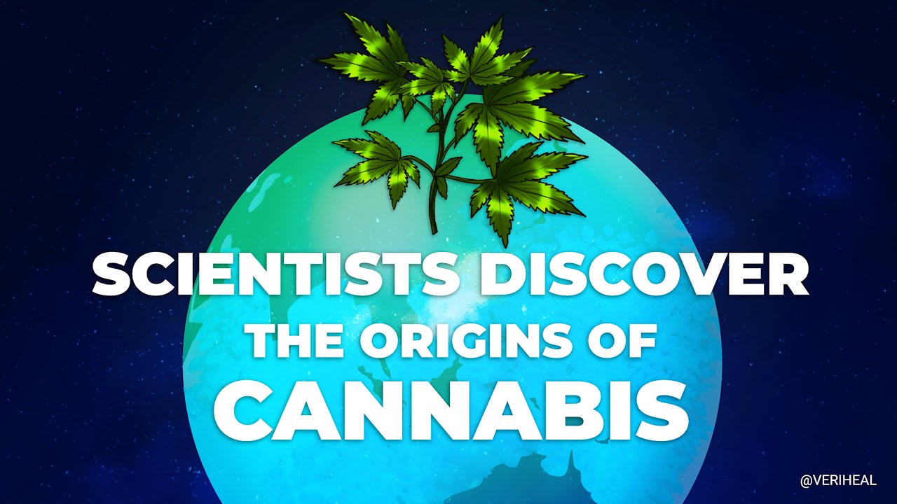 Scientists Discover The Origins of Cannabis - Cannabis New 2021 - YouTube