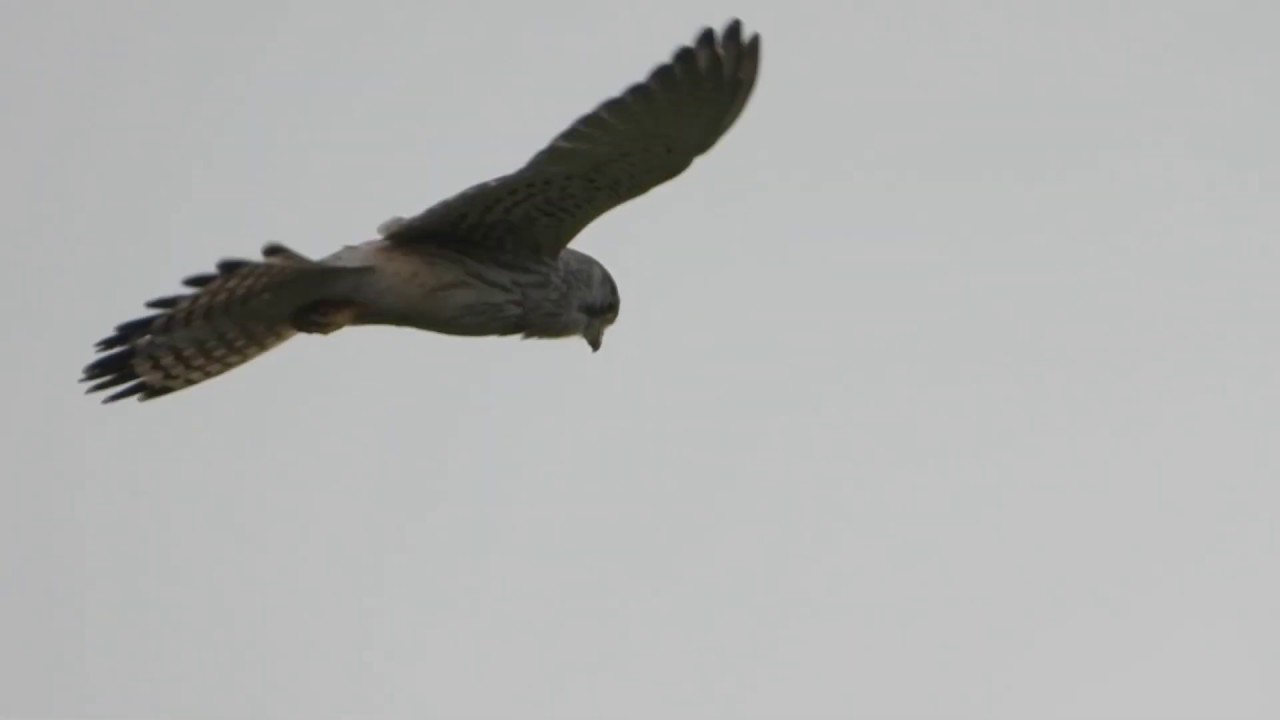 Warren Farm : Hawk, 01 Feb 2020 - YouTube