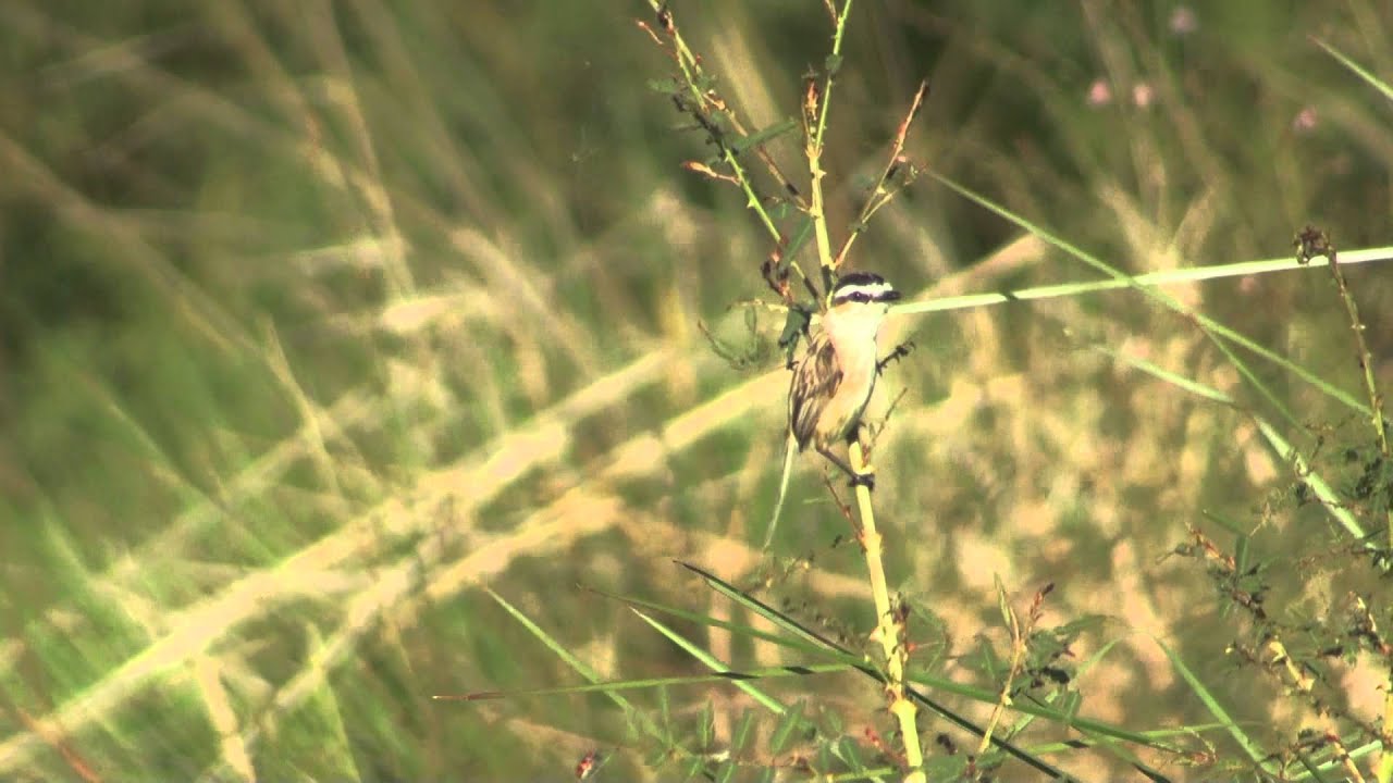 Tachurí coludo (Culicivora caudacuta) PAREJA EN CORTEJO - YouTube
