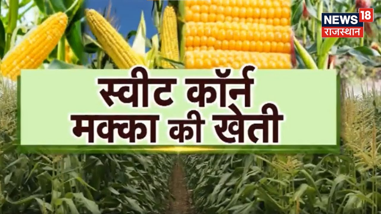 Sweet Corn Farming | स्वीट कॉर्न मक्का की खेती, जानिए किस्में, देखभाल ...