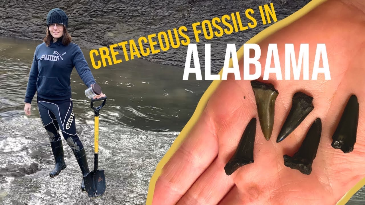 Cretaceous Fossils from the Mooreville Chalk Alabama - YouTube