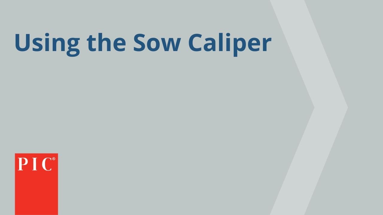 Body Condition & Using the Sow Caliper | Pig Improvement Company (PIC ...