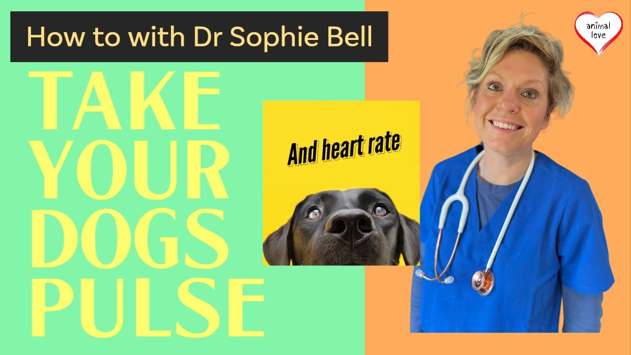 Dog Heart Rate - How to take your dogs pulse and heart rate - YouTube