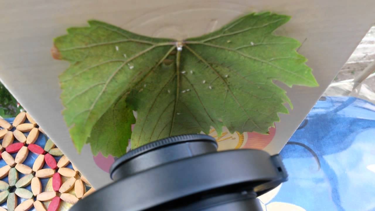 Canon sx50hs raynox msn-202 - YouTube