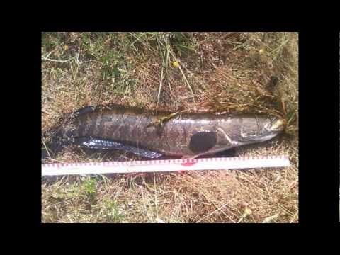 ライギョ釣り 2012年5月27日 Snakehead fishing in Japan - YouTube