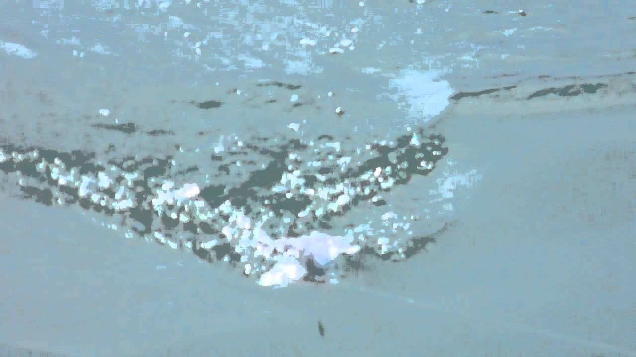 Pesca Cefali San Benedetto del Tronto - YouTube