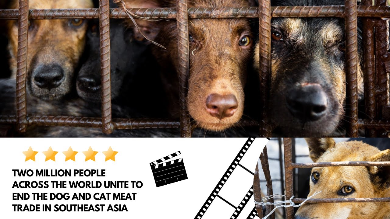 Two million people across the world unite to end the dog and cat meat ...