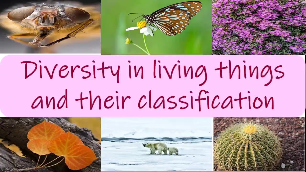Std 6th.Diversity in Living Things and their Classification.(part 1 ...