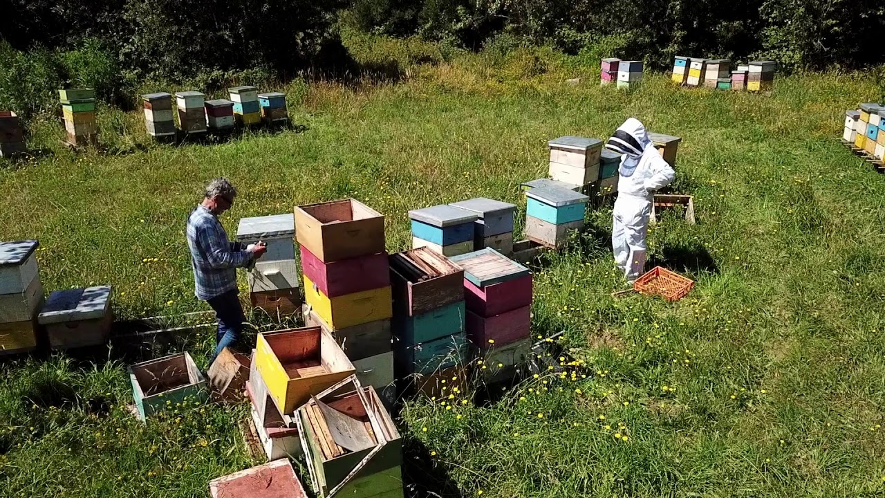 Un poco sobre la apicultura en Chile - YouTube