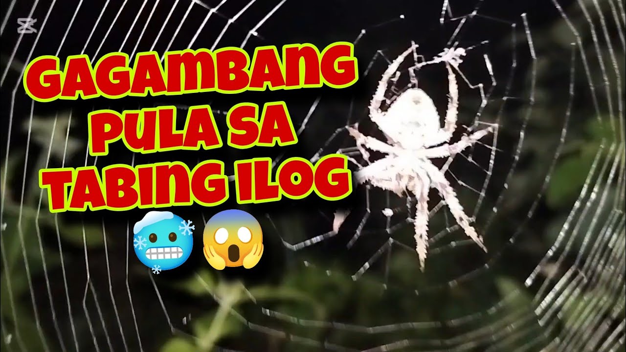Ang daming gagamba sa tabing ilog 🥶😁 - YouTube