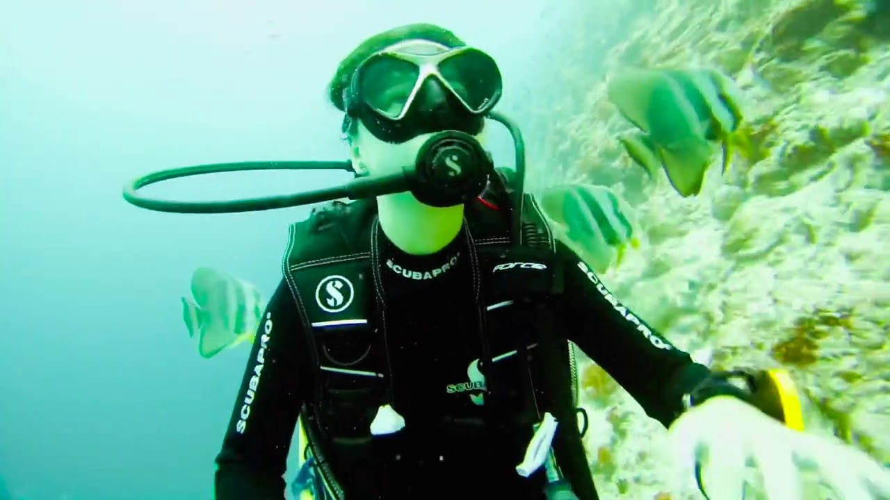 The most friendly fish in the ocean (Batfish) - YouTube