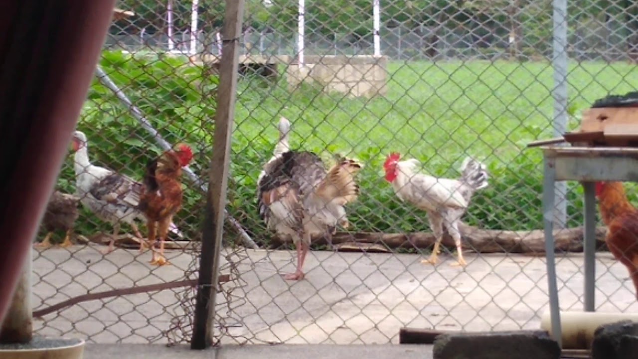 Gallos peleando - YouTube