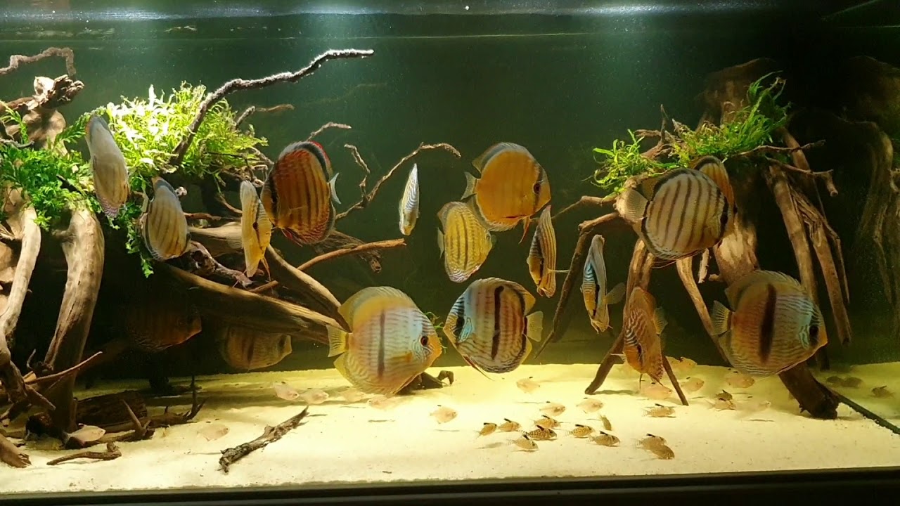 Wild Discus Tank 1120 L - YouTube