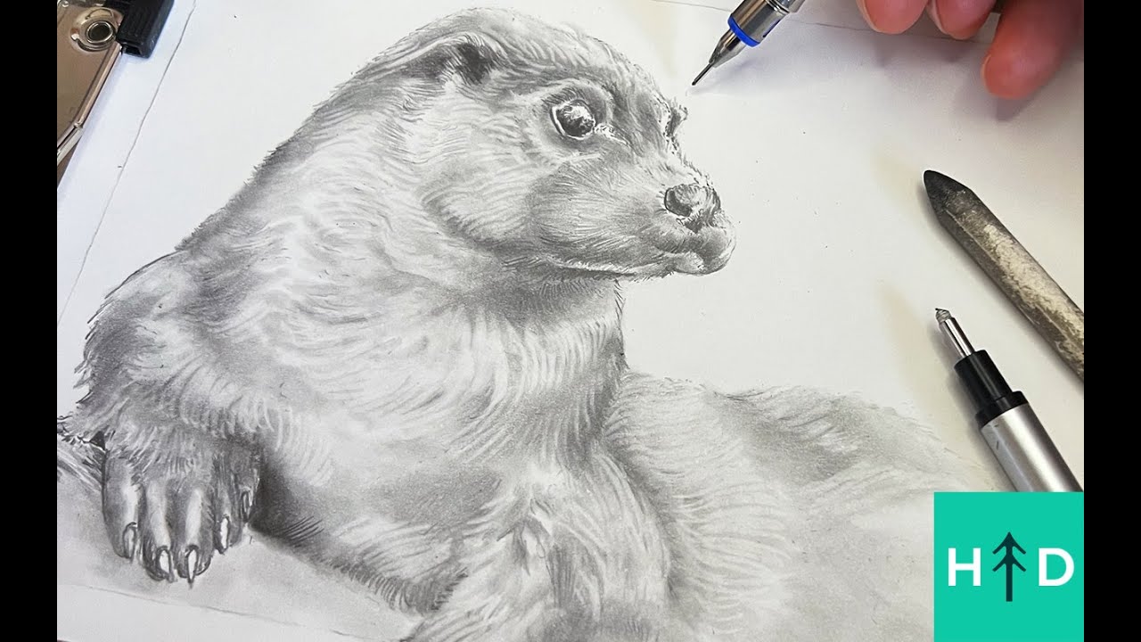 How to Draw River Otters - YouTube